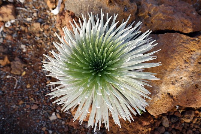 Private Haleakala Summit & Stroll from Kahului - FAQ