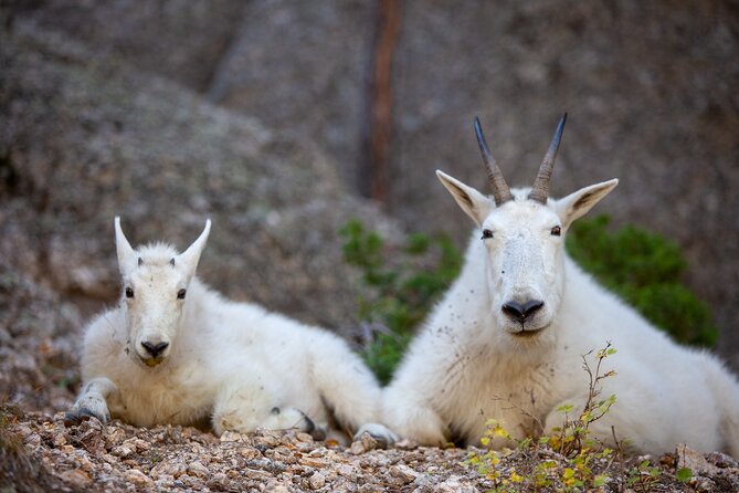 Private Half Day Mt Rushmore & Black Hills Tour - Who Should Book This Tour?
