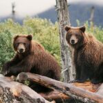 Private Half-Day Nature Tour from Anchorage - FAQ