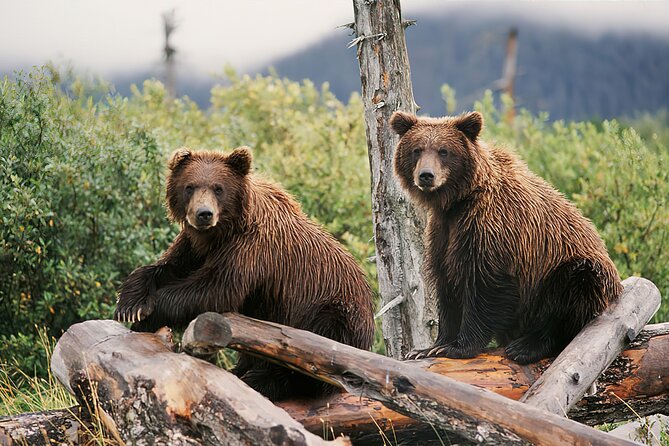 Private Half-Day Nature Tour from Anchorage - FAQ