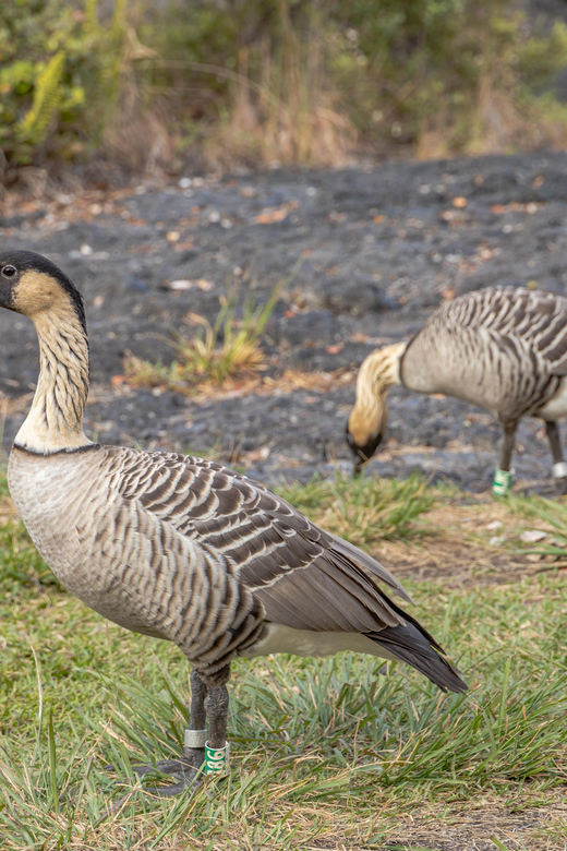 Private Hilo Cruise Special - Waterfalls and Volcanoes - Who Should Book This Tour?