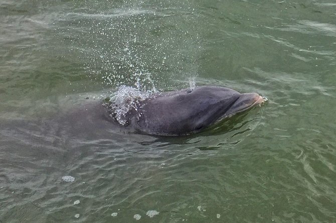 Private Hilton Head Dolphin Tour - An In-Depth Look at the Hilton Head Dolphin Tour
