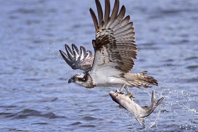 Private Historical Wildlife and Dolphin Cruise South Padre Island - The Itinerary: What to Expect on This Private Wildlife Tour