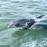 Private Historical Wildlife and Dolphin Cruise South Padre Island - The Value of a Private Tour and What Sets It Apart