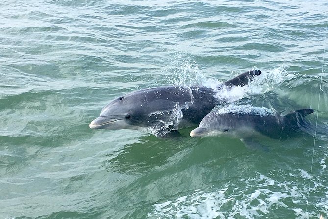 Private Historical Wildlife and Dolphin Cruise South Padre Island - The Value of a Private Tour and What Sets It Apart
