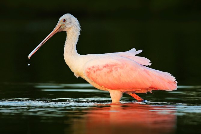 Private Historical Wildlife and Dolphin Cruise South Padre Island - Authentic Guest Experiences and Insights