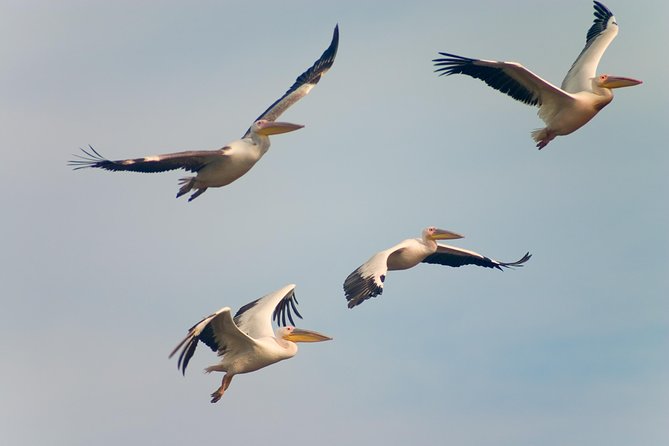 Private Historical Wildlife and Dolphin Cruise South Padre Island - Who Will Love This Experience?