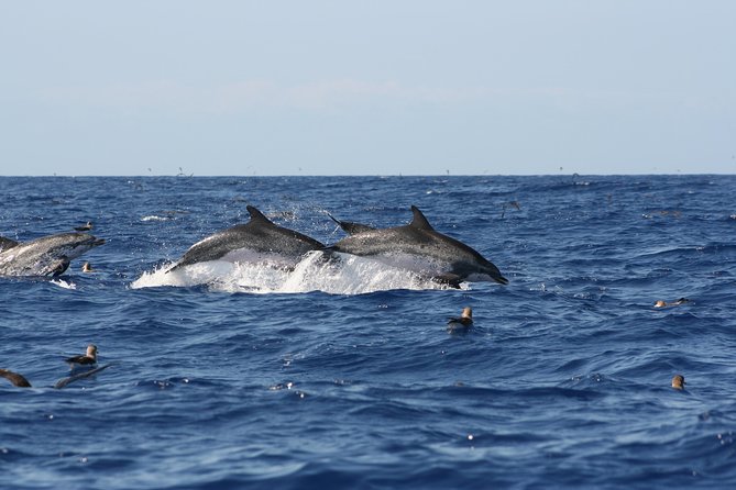 Private Historical Wildlife and Dolphin Cruise South Padre Island - FAQ