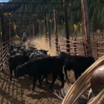 Private Horseback Riding in Wyoming - Authenticity & Value