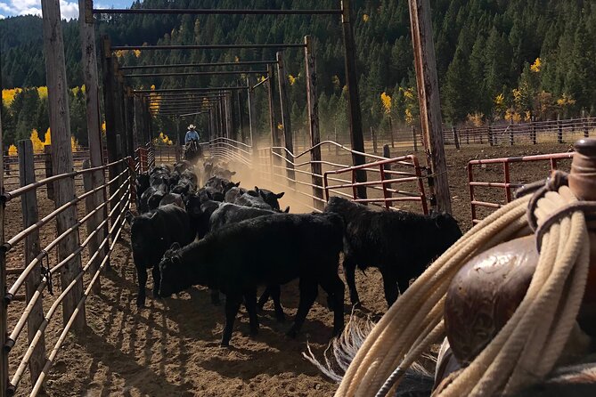 Private Horseback Riding in Wyoming - Authenticity & Value