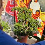 Private Immersive History Tours California Migration Museum - The Sum Up