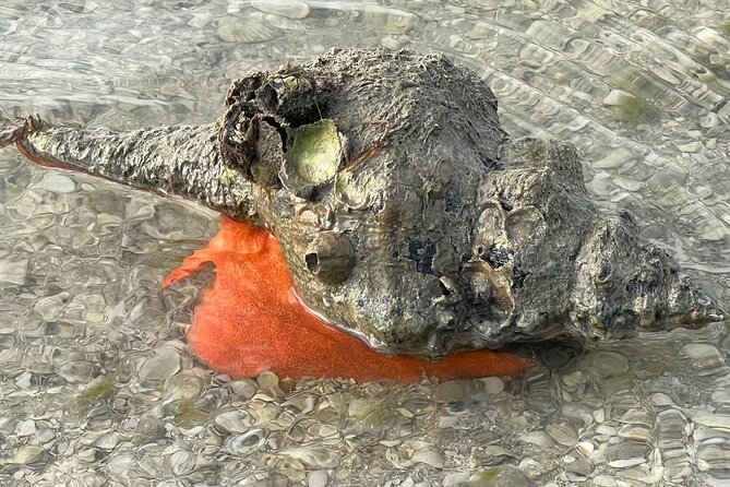 Private Island Paradise: Dolphin, Shelling, Birding Eco Boat Tour - FAQs