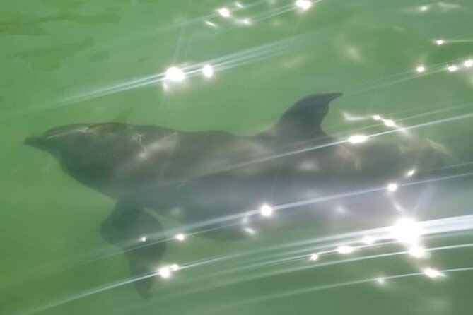 Private Island Paradise: Dolphin, Shelling, Birding Eco Boat Tour - Final thoughts