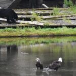 Private Ketchikan City Totems & Wildlife Van Tour - FAQs