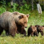 Private Lower Loop Tour of Yellowstone National Park - Detailed Breakdown of the Itinerary