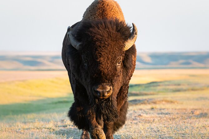 Private Lower Loop Tour of Yellowstone National Park - Who Should Consider This Tour?