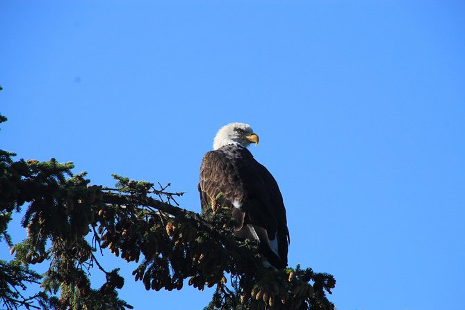 Private luxury shore excursion Skagway, AK to Emerald Lake, Yukon. - The Guides and Service