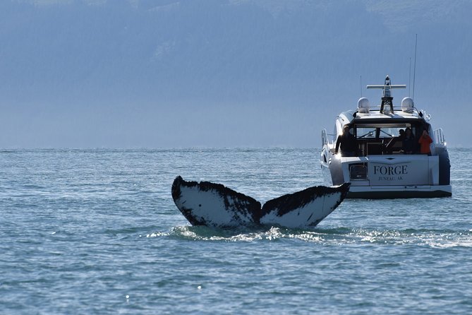 Private Luxury Whale Watch - What Makes This Tour a Great Value