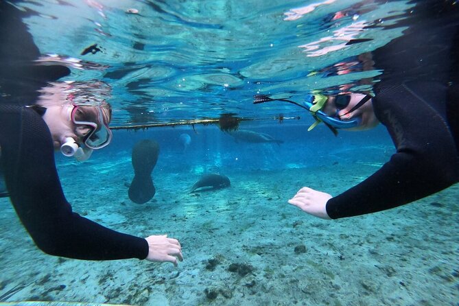 Private Manatee Snorkeling Tour - An In-Depth Look at the Experience