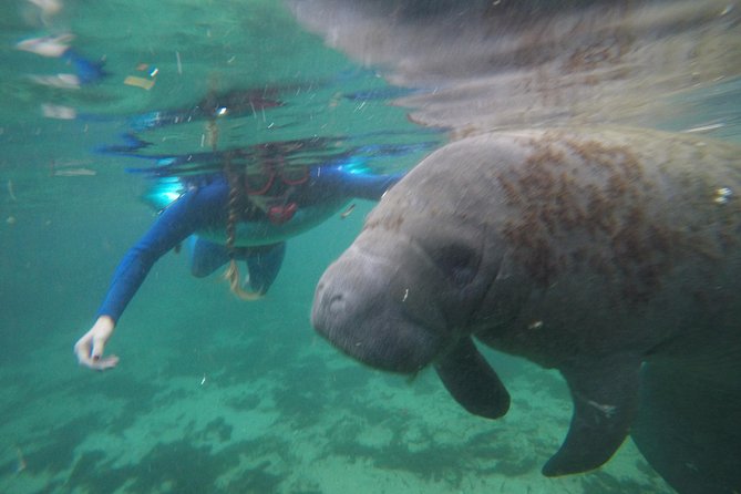 Private Manatee Snorkeling Tour - What Makes This Tour Stand Out?
