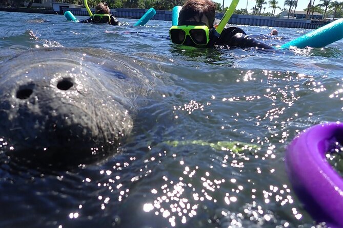 Private Manatee Snorkeling Tour - Who Is This Tour Best For?
