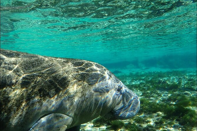 Private Manatee Snorkeling Tour - FAQ