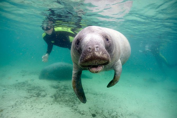 Private Manatee Swim for up to 6 with In-Water Divemaster/Photographer - Who is this tour perfect for?  