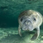 Private Manatee Swim for up to 6 with In-Water Divemaster/Photographer - The Value of this Private Tour