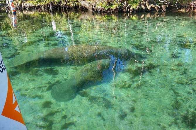 Private Manatee Swim for up to 6 with In-Water Divemaster/Photographer - Frequently Asked Questions