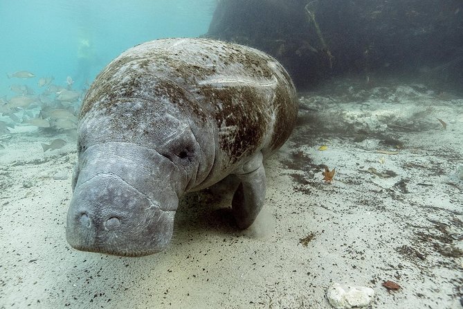 Private Manatee Swim for up to 6 with In-Water Divemaster/Photographer - Final Thoughts