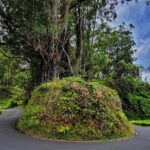Private Maui Redwood Hiking Experience - FAQs