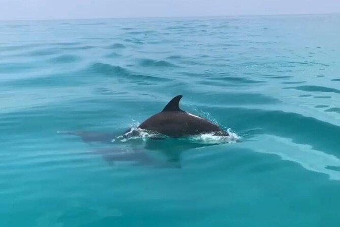 Private Morning Tiki Boat Eco Cruise in Key West - Key Points