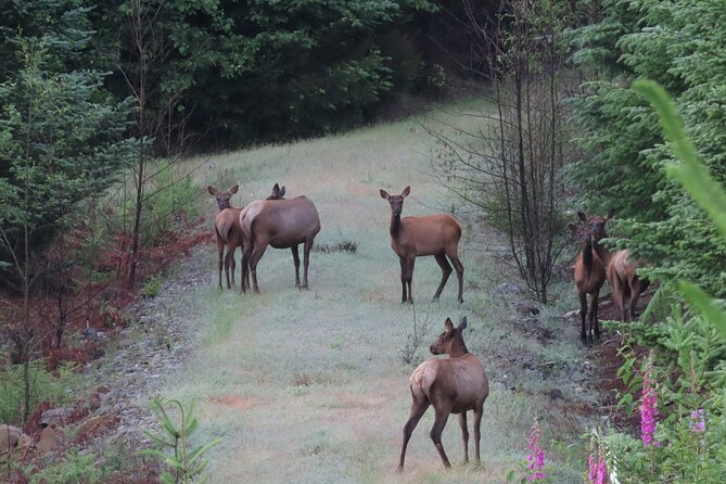 Private Mt Rainier National Park Tour in SUV - FAQ