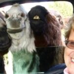 Private Mt Rushmore, Crazy Horse, Custer State Park Monument Tour - What’s Included and What’s Not