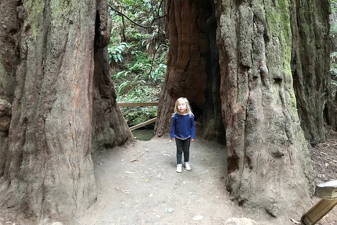 Private Muir Woods and Sausalito Half Day Tour - The Golden Gate Bridge Photo Stop
