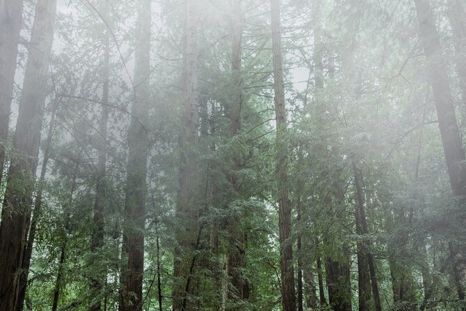 Private Muir Woods and Sausalito Half-Day Tour from San Francisco - An In-Depth Look at the Tour Itinerary