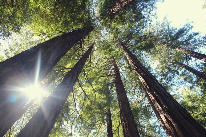Private Muir Woods and Sausalito Half-Day Tour from San Francisco - Real Experiences and Insights from Reviews