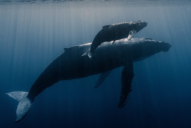 Private Niihau Scenic Snorkel - The Authenticity and Uniqueness of the Experience