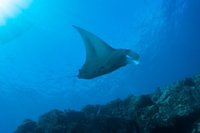 Private Niihau Scuba Charter with 2 or 3 Tank Dive Option - Who Will Love This Experience?