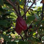 Private North Shore Tour From Waikiki - Final thoughts