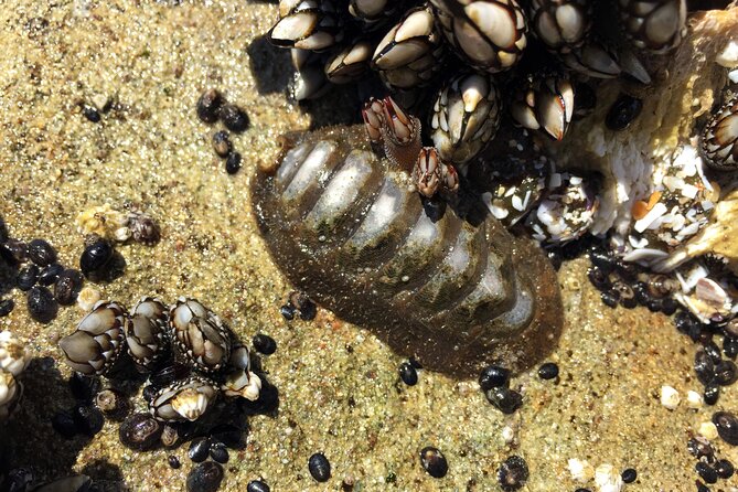 Private Northern Oregon Coast Day Trip - Analyzing the Cost and Value