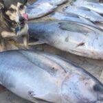 Private Offshore Fishing Charter from Port Aransas - Practical Details and Tips
