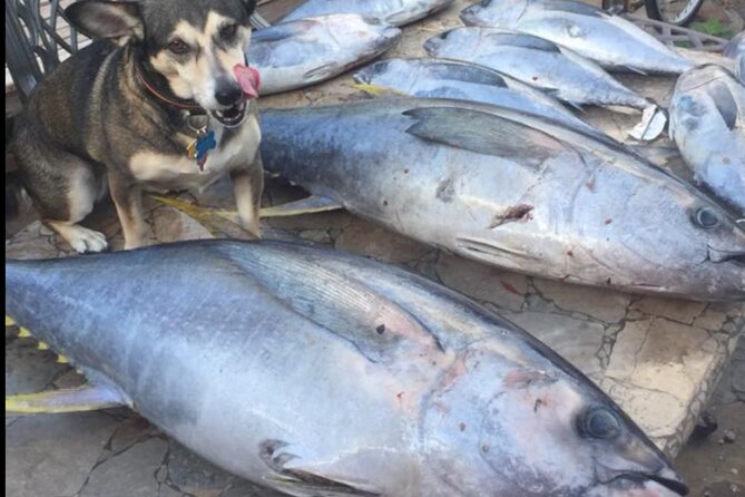 Private Offshore Fishing Charter from Port Aransas - Practical Details and Tips