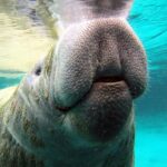 Private 'OG' Manatee Snorkel Tour with Guide for up to 10 people - Why This Tour Works Well