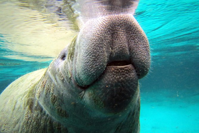 Private 'OG' Manatee Snorkel Tour with Guide for up to 10 people - Why This Tour Works Well