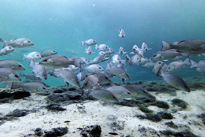 Private 'OG' Manatee Snorkel Tour with Guide for up to 10 people - FAQ  