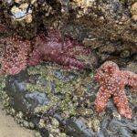 Private Oregon Coastal Tour to Cannon Beach and Haystack Rock - Why This Tour Works Well
