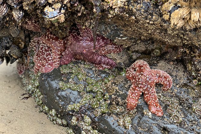 Private Oregon Coastal Tour to Cannon Beach and Haystack Rock - Why This Tour Works Well