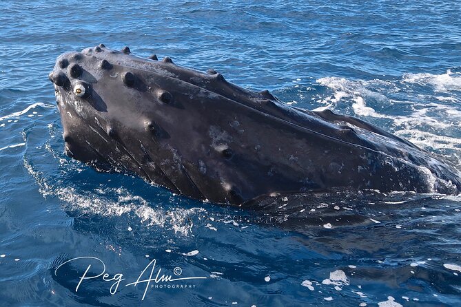 Private Paddleboard (SUP) Whale Watch: All Skill Levels Welcome - An Overview of the Paddleboard Whale Watch