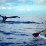 Private Paddleboard (SUP) Whale Watch: All Skill Levels Welcome - The Value of a Private, Guided Tour